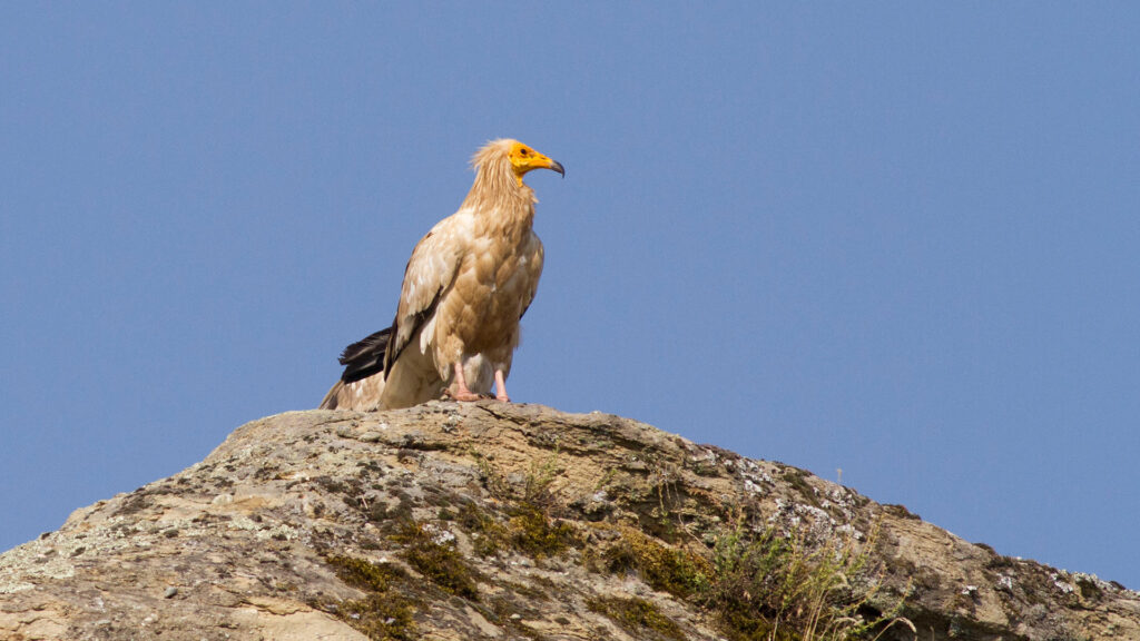 The Return Of The Neophrons - Visit Meteora