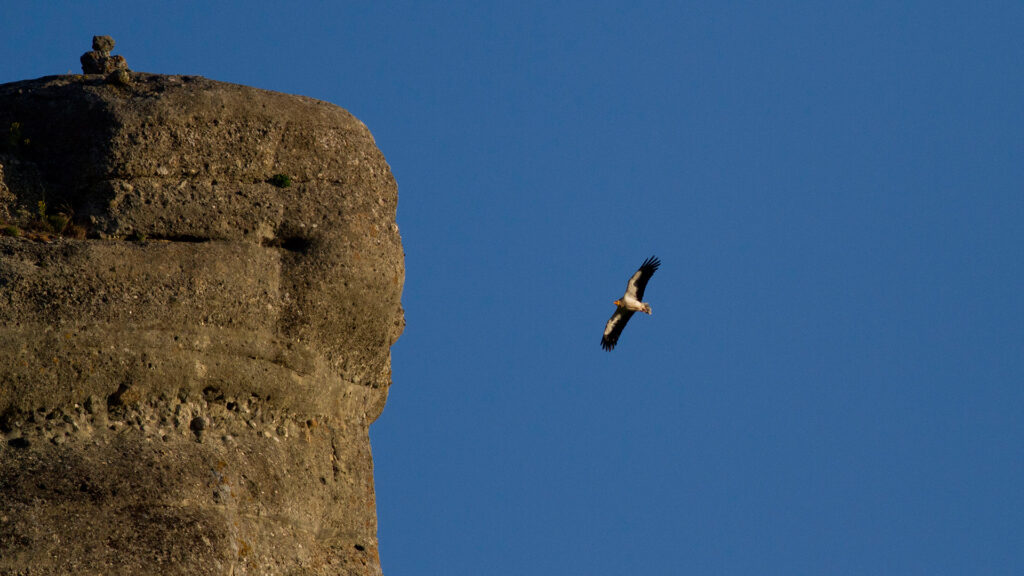 The Return Of The Neophrons - Visit Meteora